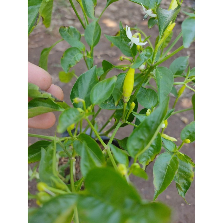 Jual Bibit Cabe Rawit Putih Pohon Buah Cabai Unik | Shopee Indonesia