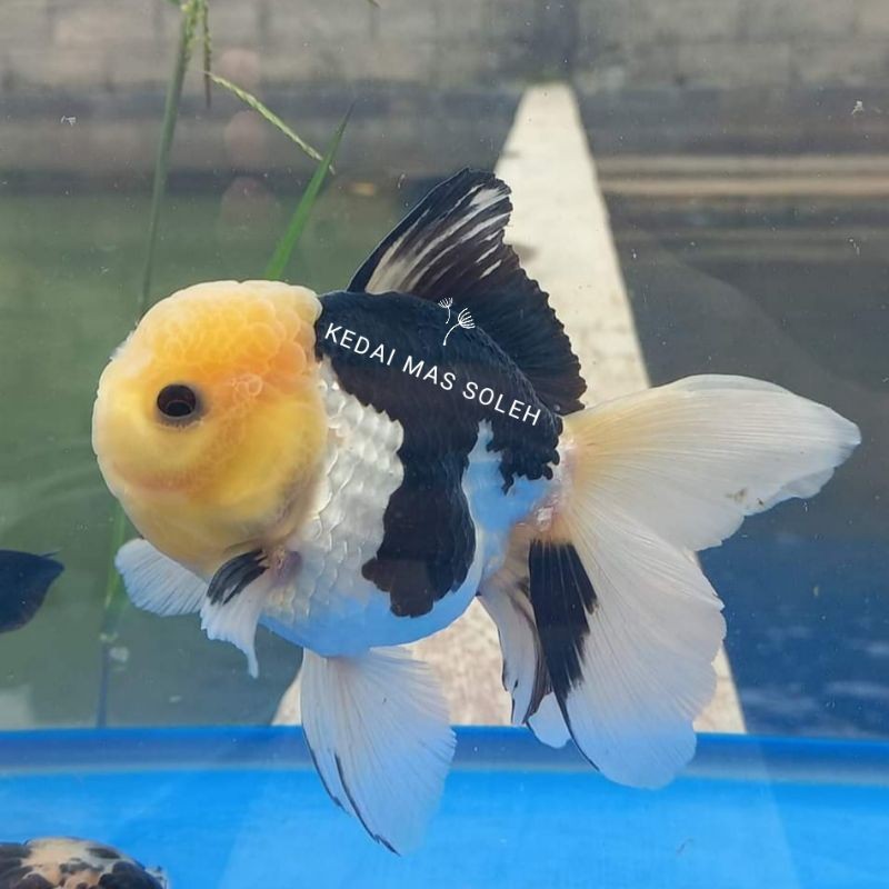 Jual Koki panda tricolor 3 ekor | Shopee Indonesia