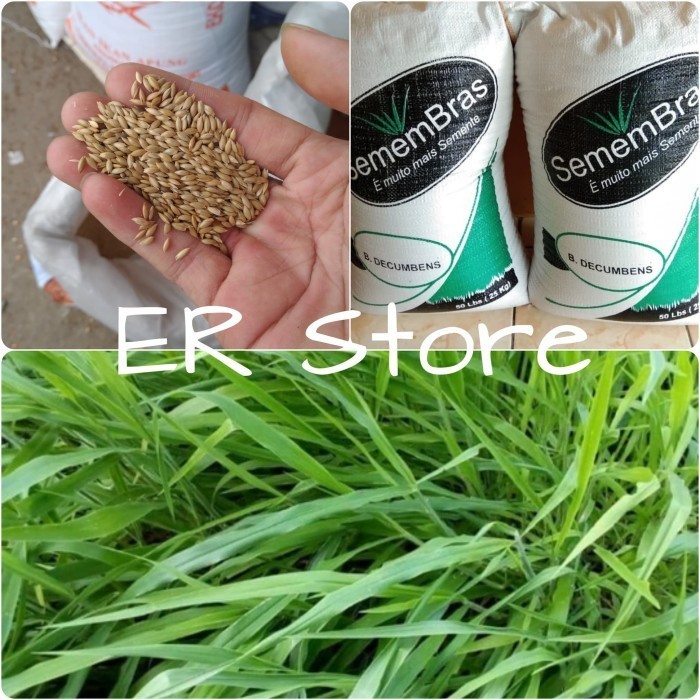 Jual Benih rumput brachiaria decumbens / benih rumput ternak PREMIUM ...