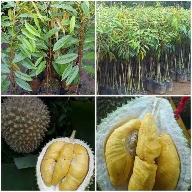 Jual Bibit durian bawor kaki 3 | Shopee Indonesia