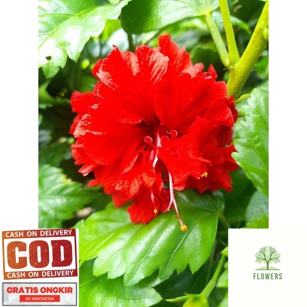 Jual PROMO Tanaman Bunga Sepatu Tumpuk Merah Rimbun / Double Red ...