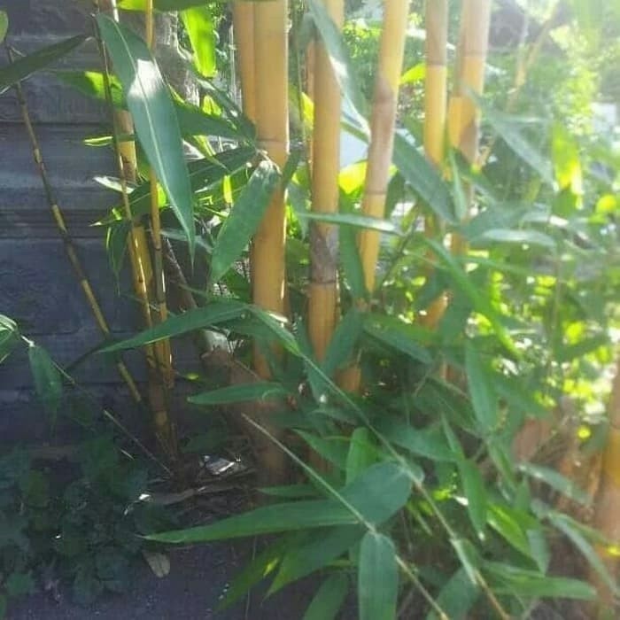 Jual New Promo Daun bambu kuning segar 200 gram | Shopee Indonesia
