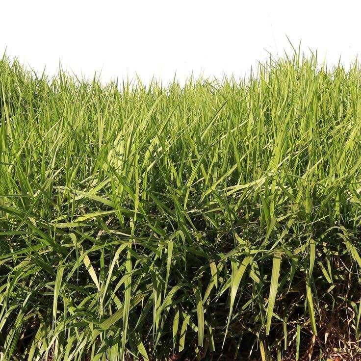 Jual Benih Brachiaria decumbens Humidicola Rumput Sinyal Bede BH ...