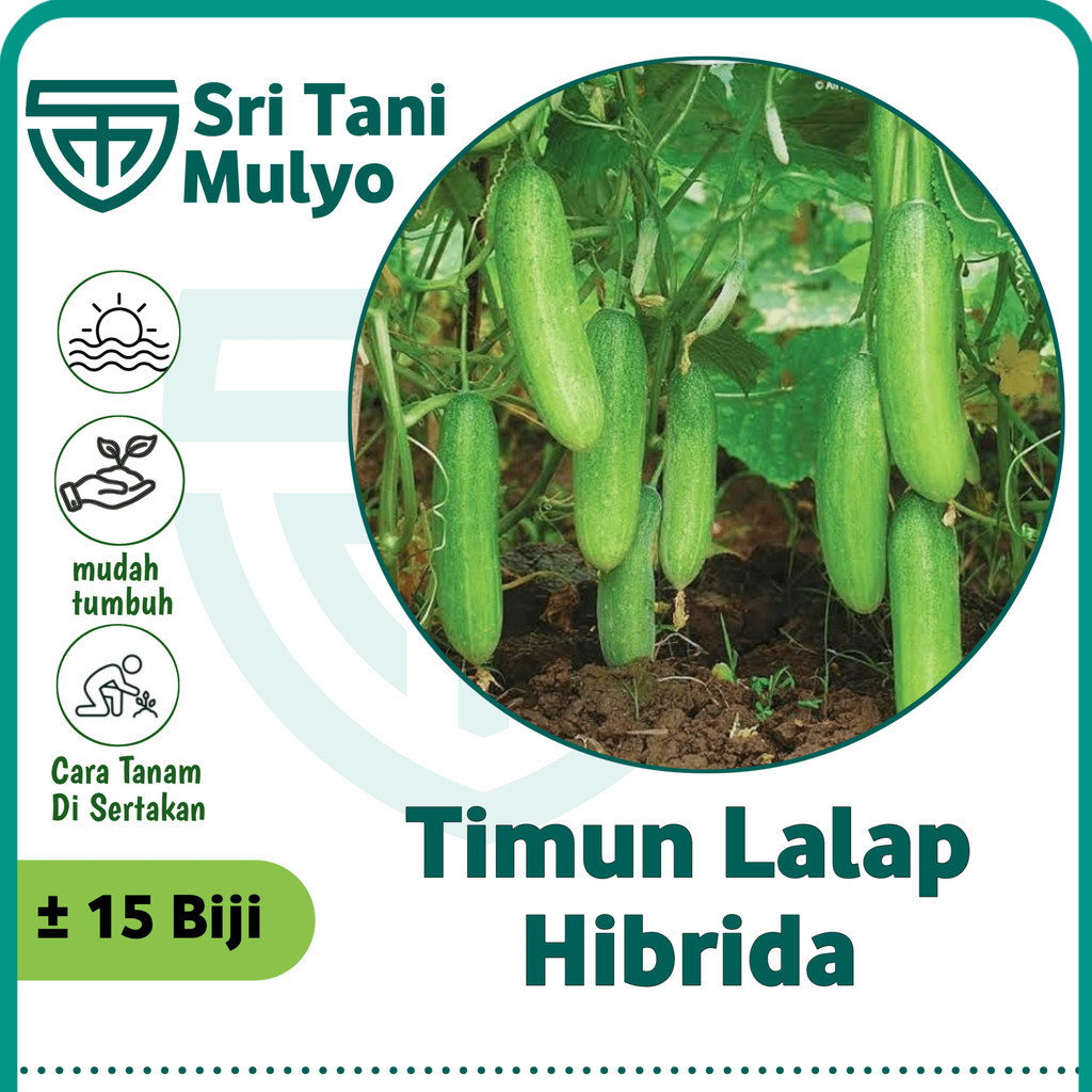 Jual Biji Benih Timun Lalap Hibrida F1 Repack 15 Biji - Bibit Tanaman ...