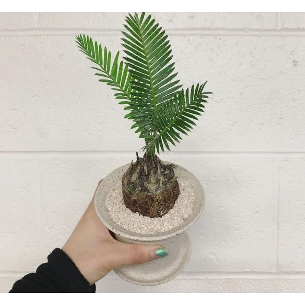 Jual Tanaman hias Palem Sikas - Tanaman Hias Mawar Jambe tanaman hidup ...