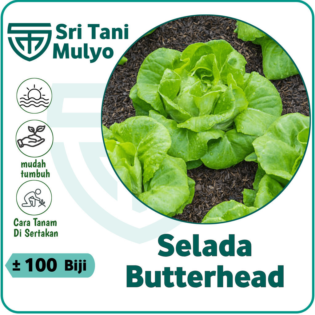 Jual 100 Biji - Benih Selada Green Butterhead Hijau Lettuce Seeds - IMPORT | Shopee Indonesia