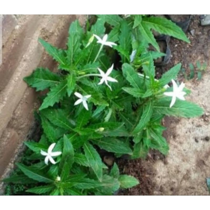 Jual Paket bibit bunga kitolod asli organik isi 10 bibit tinggi 30-40 ...