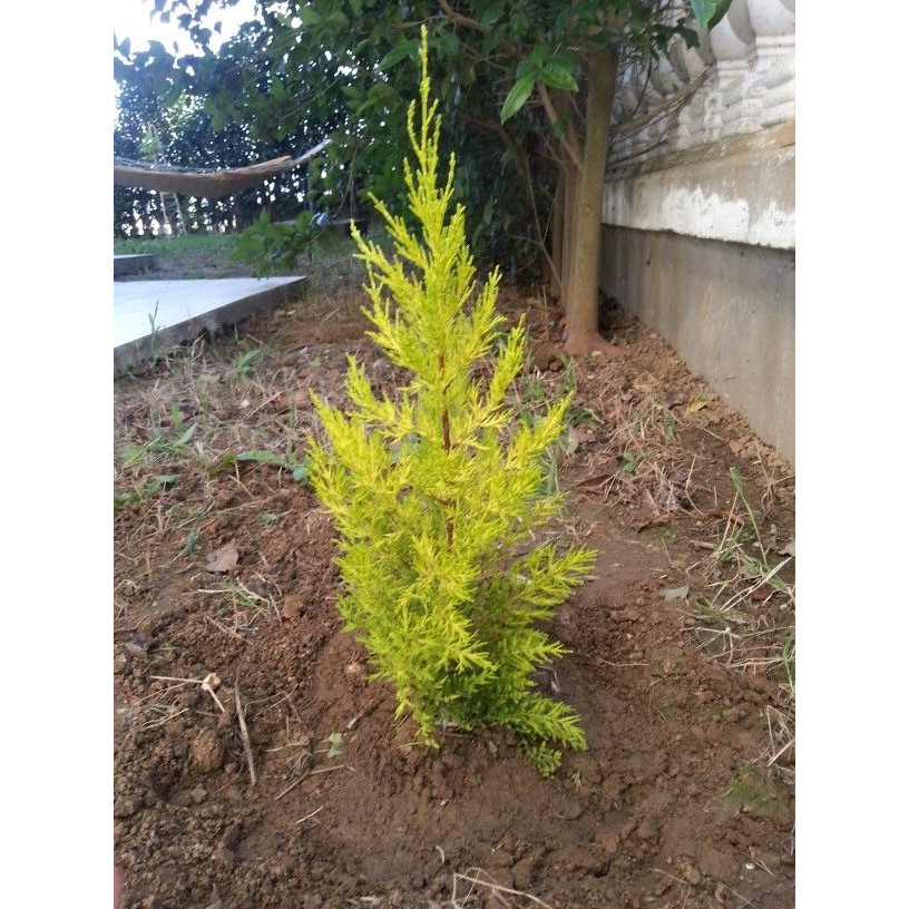 Jual Tanaman Hias Moleka / Malaka Kuning Kios Bunga Galaxy - Tanaman ...