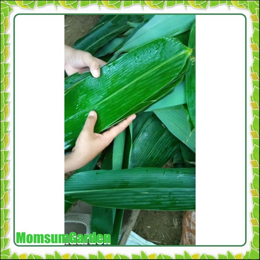 Jual 100 lembar Daun Bambu Jumbo Lebar 10-14cm Bungkus Bacang Bakcang ...