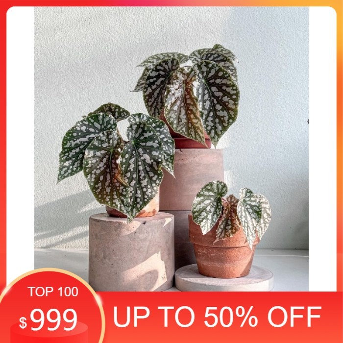 Jual Begonia Snowcap / begonia bintik putih snow cap | Shopee Indonesia
