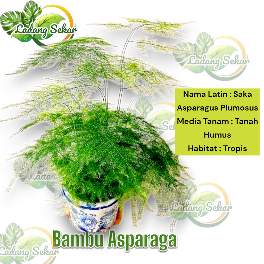 Jual Bunga ASPARAGA Tanaman Hias Cemara Asparagus| Pohon Cemara ...