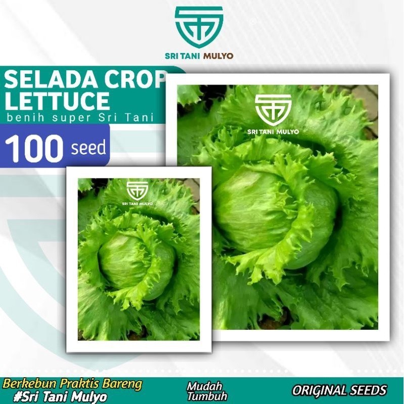 Jual 100 Biji - Benih Selada Krop LETTUCE GREAT LAKES - Bibit Tanaman Sayur Sayuran Selada Air ...