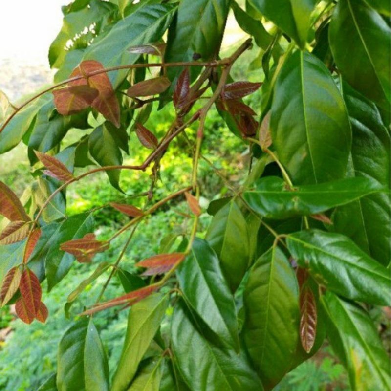 Jual JUAL DAUN JENGKOL 50 LEMBAR BERKHASIAT ADN | Shopee Indonesia