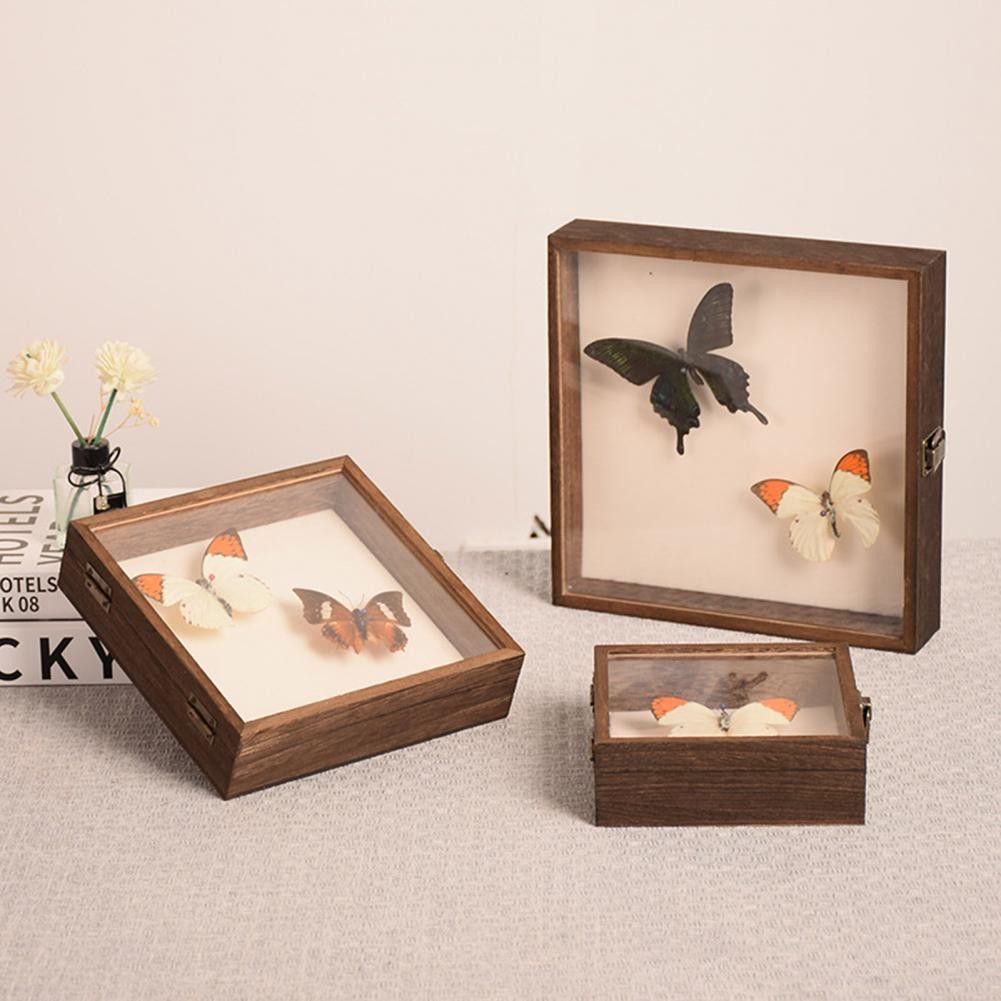 Jual High-Visibility Display Box Large Insect Shadow Box Wood ...