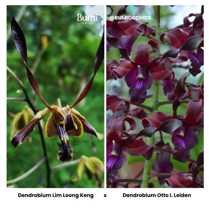 Jual BUMI ORCHIDS Anggrek Dendrobium Lim Loong Keng x D. Otto I. Leiden ...