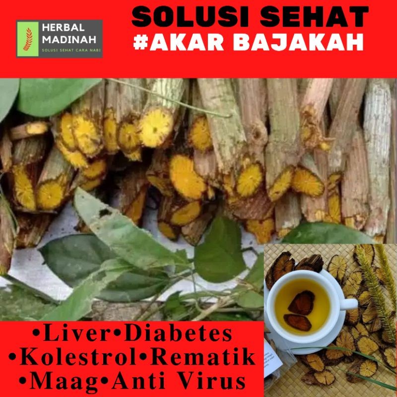 Jual akar bajakah bajakan bajaka kuning segar utuh | Shopee Indonesia