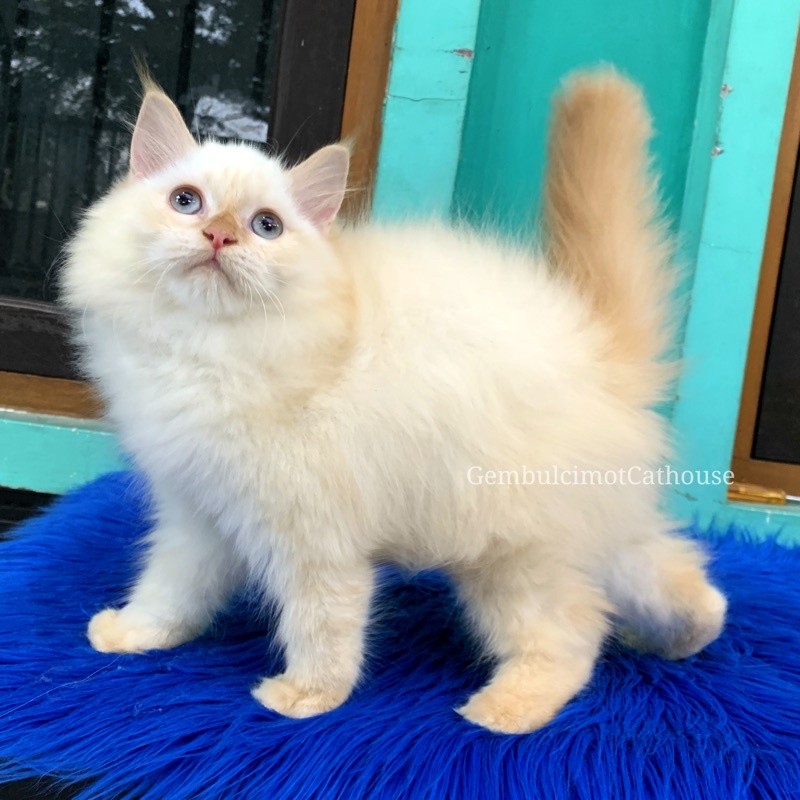 Jual Kucing kitten Ragdoll Himalaya Persia Mainecoon Flatnose Anakan ...