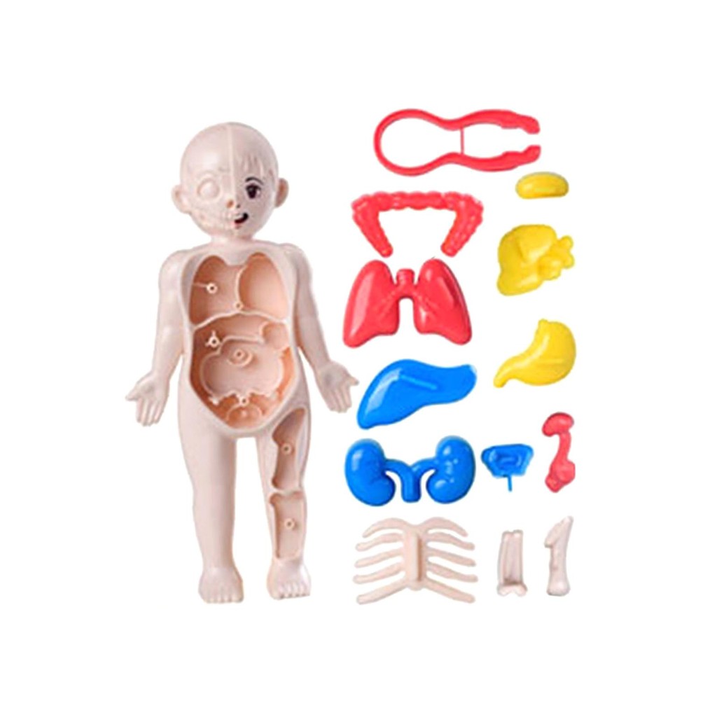 Jual Human Body Toy Human Body Organ Awareness Model for Boys Girls ...