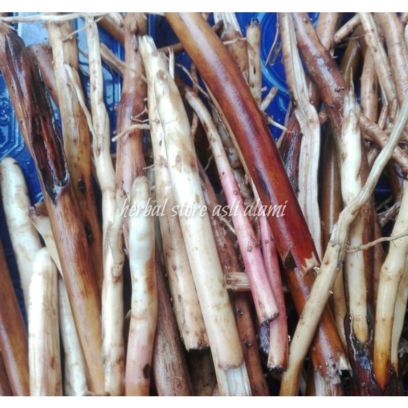 Jual herbal akar pinang/akar pohon pinang segar dan bersih | Shopee ...