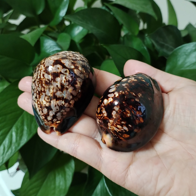 Jual Set of 2 Humpback Cowrie Seashells Natural Polished Cypraea ...