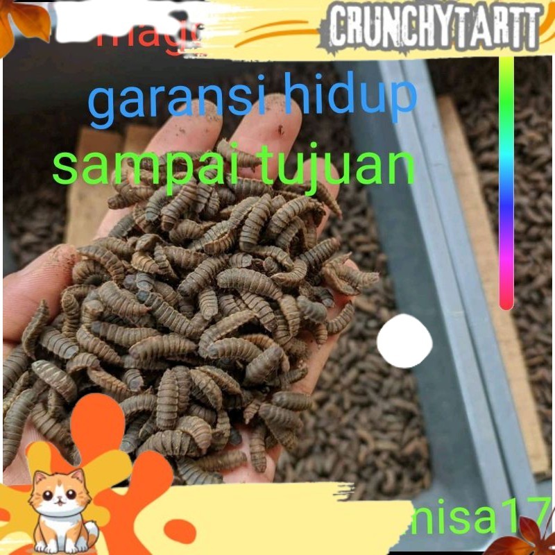 Jual READYYY Prepupa Magot BSF Pupa Lalat Black Soldier Fly 1KG DVNS ...