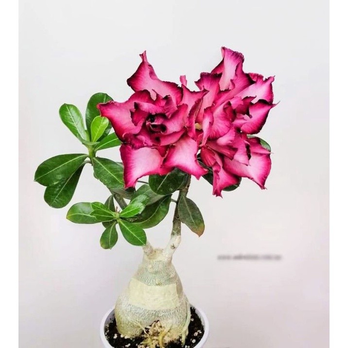 Jual PROMO!! Tanaman adenium bunga tumpuk-kamboja jepang cabang seribu ...