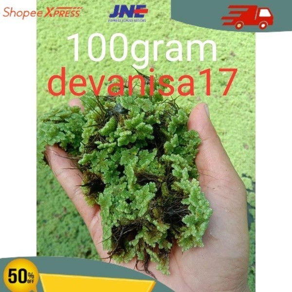 Jual Bibit azolla pinata benih azola microphyla pakan ikan 100 gram ...