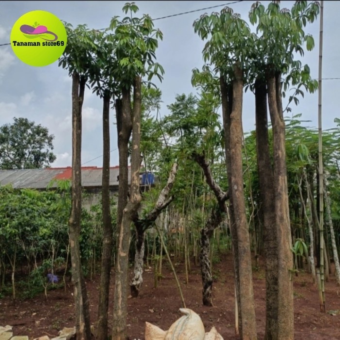 Jual POHON PULE TINGGI 4 - 5METER /POHON PULAI | Shopee Indonesia