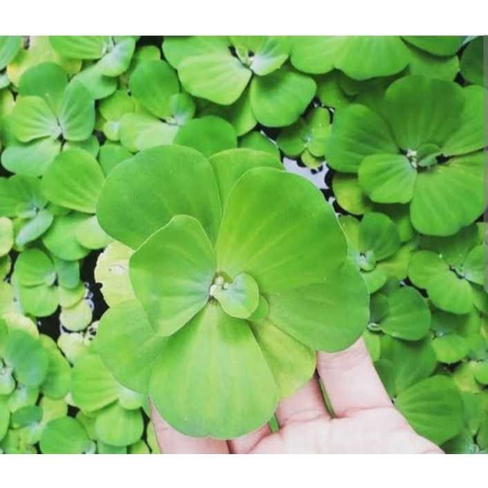 Jual Tanaman Air Apu-Apu Mini Segar untuk Dekorasi Akuarium dan Kolam ...