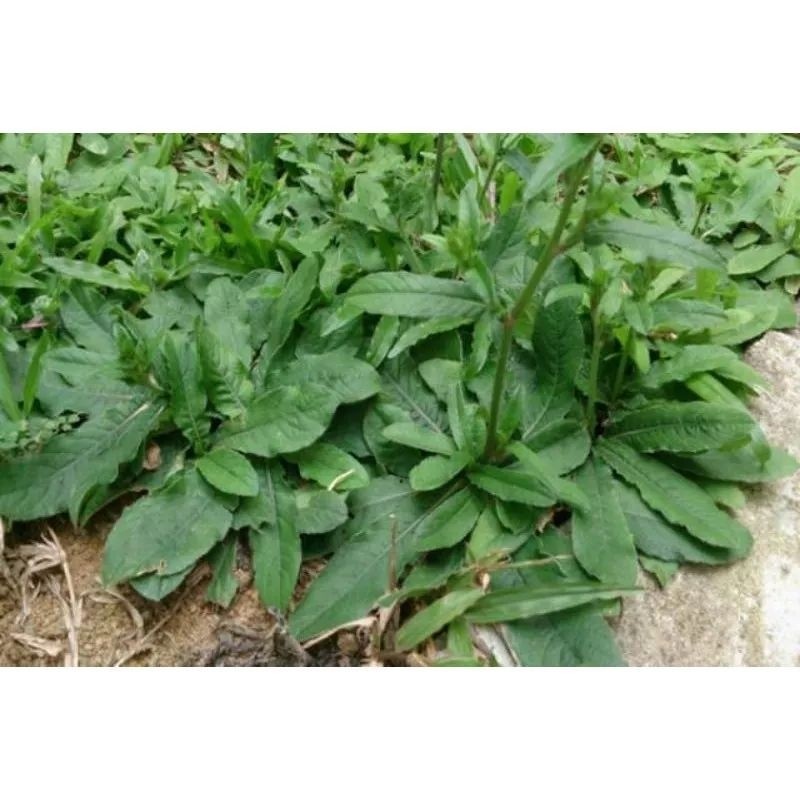 Jual Daun tapak Liman / daun tapak Lima 500gram murah (obat herbal ...