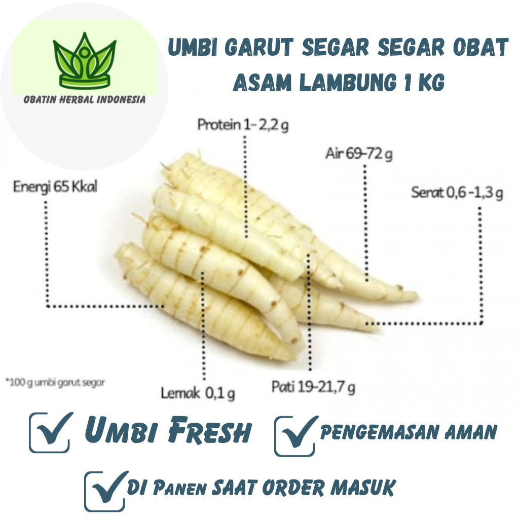 Jual Umbi Garut Asli Obat Asam Lambung Segar / Fresh 1kg | Shopee Indonesia