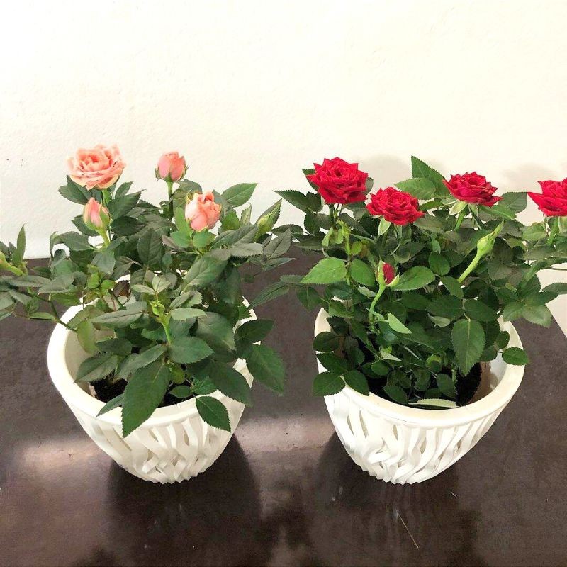 Jual ( BISA COD ) PROMO! Tanaman Hias Bunga Mawar Rimbun Varian Warna ...