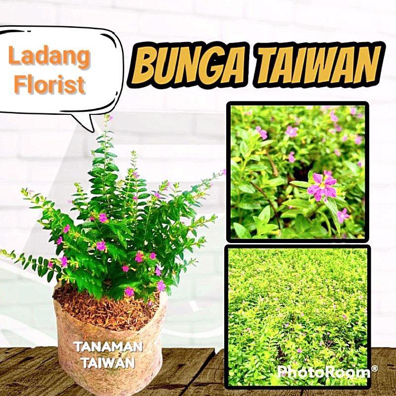 Jual Tanaman Hias Bunga Taiwan Beauty Sudah Berbunga Bunga Seribu ...