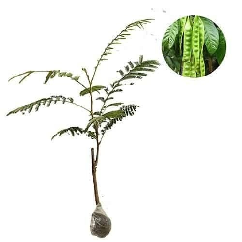 Jual Tanaman Bibit Buah Okulasi PETAI Hidup 60cm++ - Bibit Tanaman ...