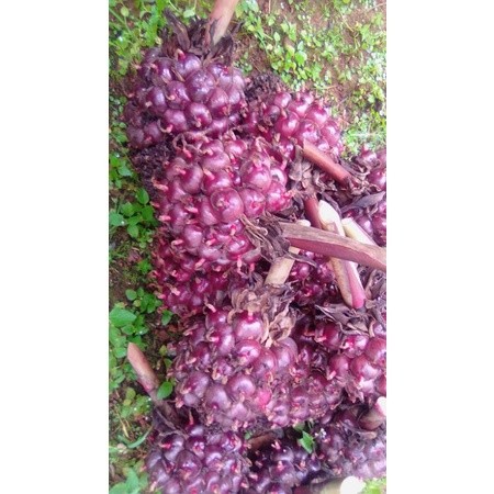 Jual honje laka/honje merah 1 kg R2 | Shopee Indonesia