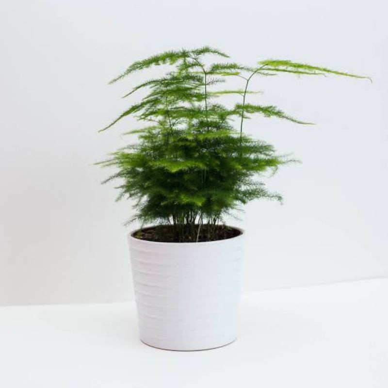 Jual Tanaman Hias Bunga ASPARAGUS PLUMOSUS - Tanaman Hidup Asparaga ...