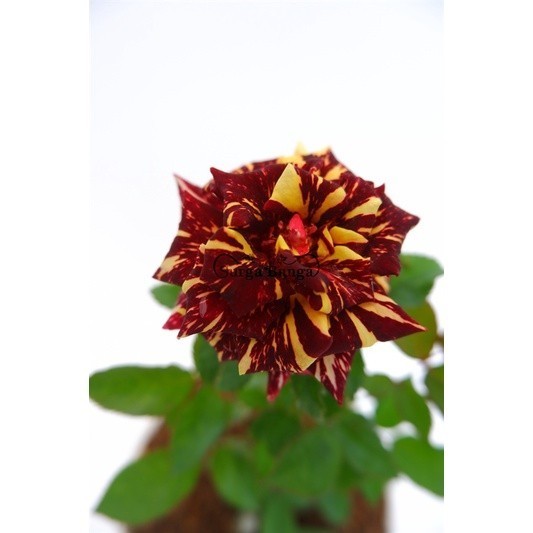 Jual Tanaman Bunga Mawar Batik variasi warna (rosa hybrida) Kondisi ...