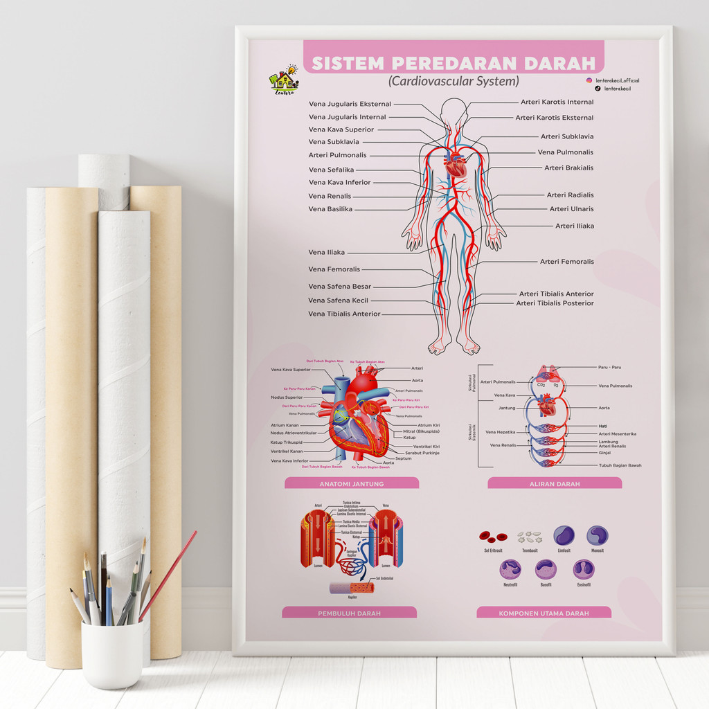 Jual Poster Edukasi Biologi SISTEM PEREDARAN DARAH Fisiologi Manusia Dekorasi Hiasan Pajangan ...