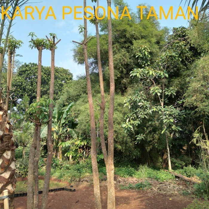 Jual pohon pule, Tanaman pelindung atau peneduh. tinggi 5 mtr | Shopee ...