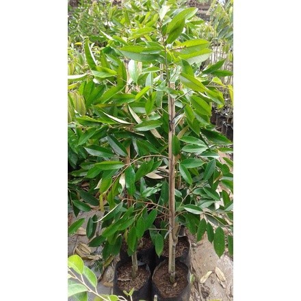 Jual Bibit durian duri hitam / durian hitam tinggi 60cm-100 cm | Shopee ...