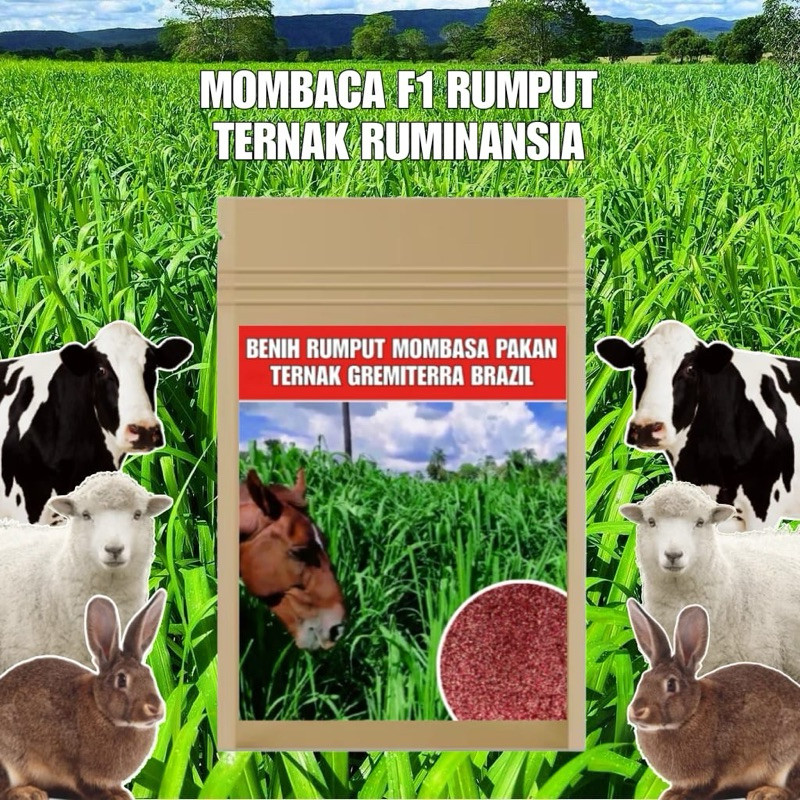 Jual Benih Rumput MOMBACA F1 6000 Biji Premium TANAM SEED Panicum ...