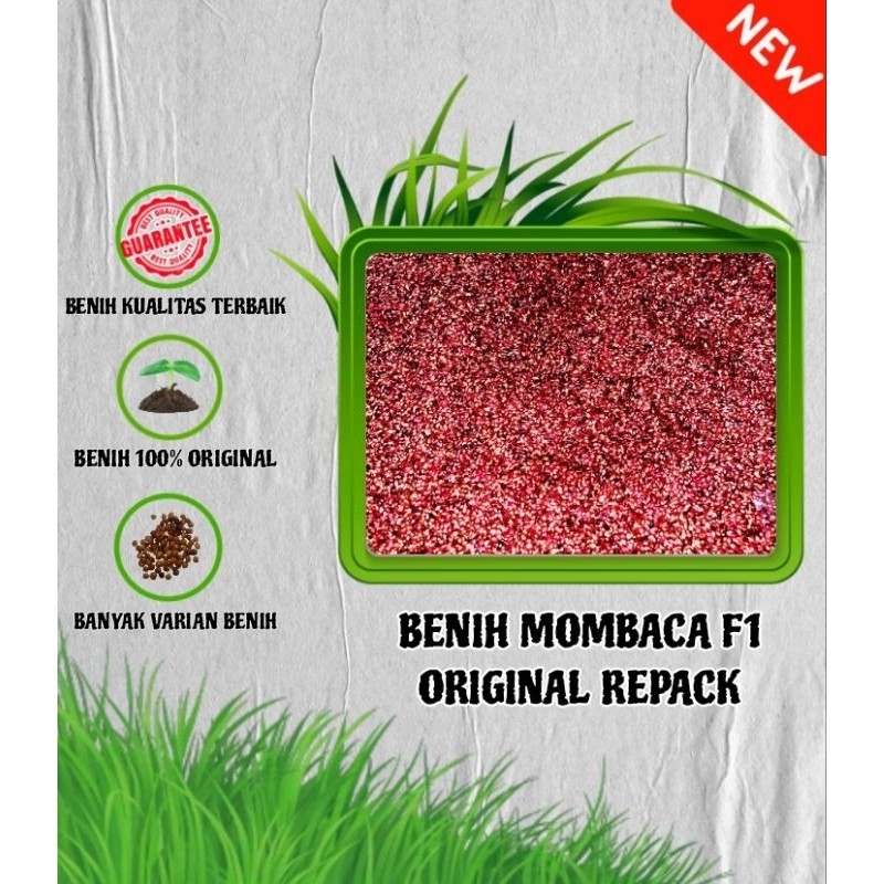 Jual 5000 Benih Biji Rumput Mombasa - Mombaca F1 Urban Farming Panicum ...