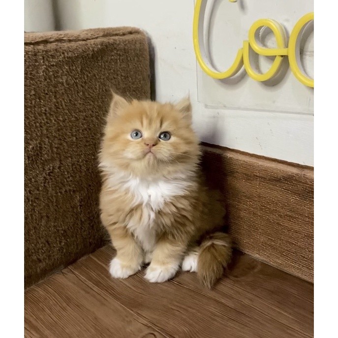 Jual kitten kucing persia red marble white | Shopee Indonesia