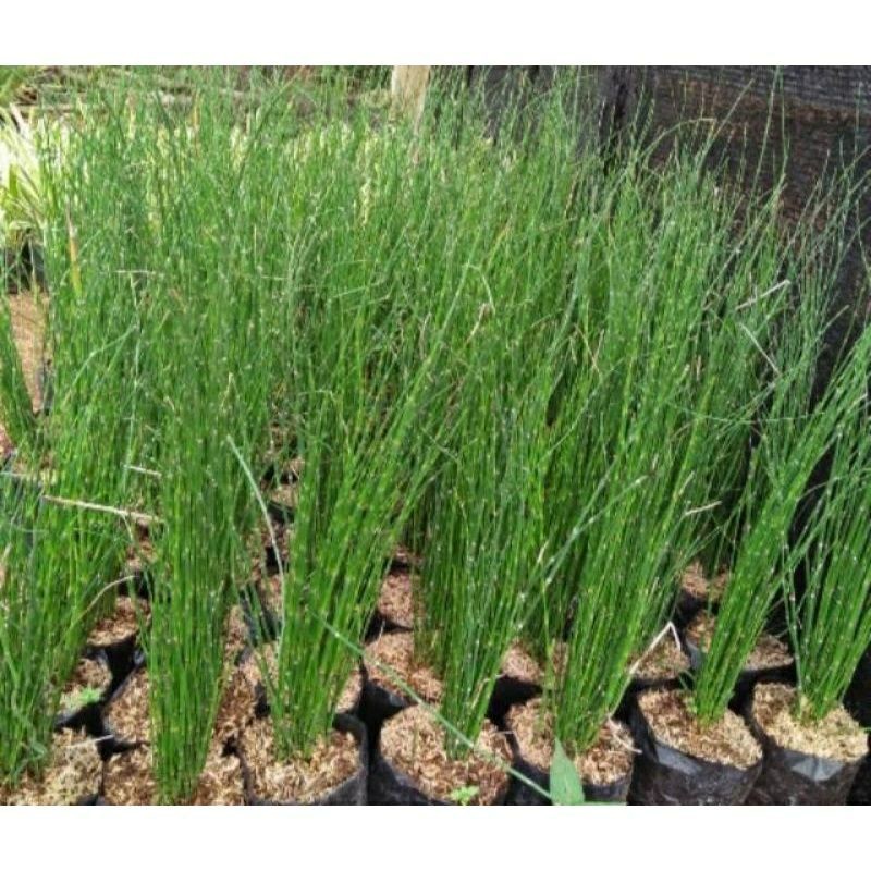 Jual Bambu Air Tanaman Hias Bambu Air Per2 batang | Shopee Indonesia