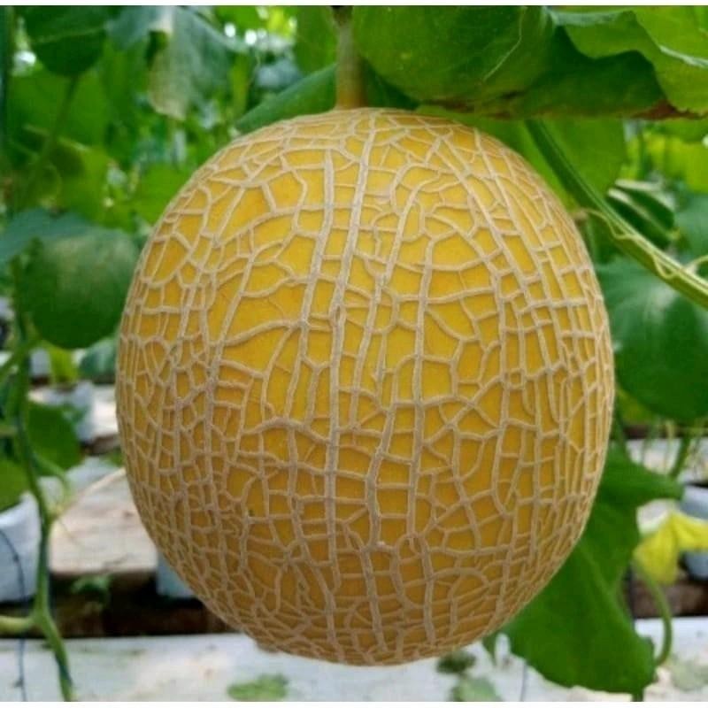 Jual 150 BENIH MELON INTHANON GOLDEN SUPER UNGGUL | Shopee Indonesia
