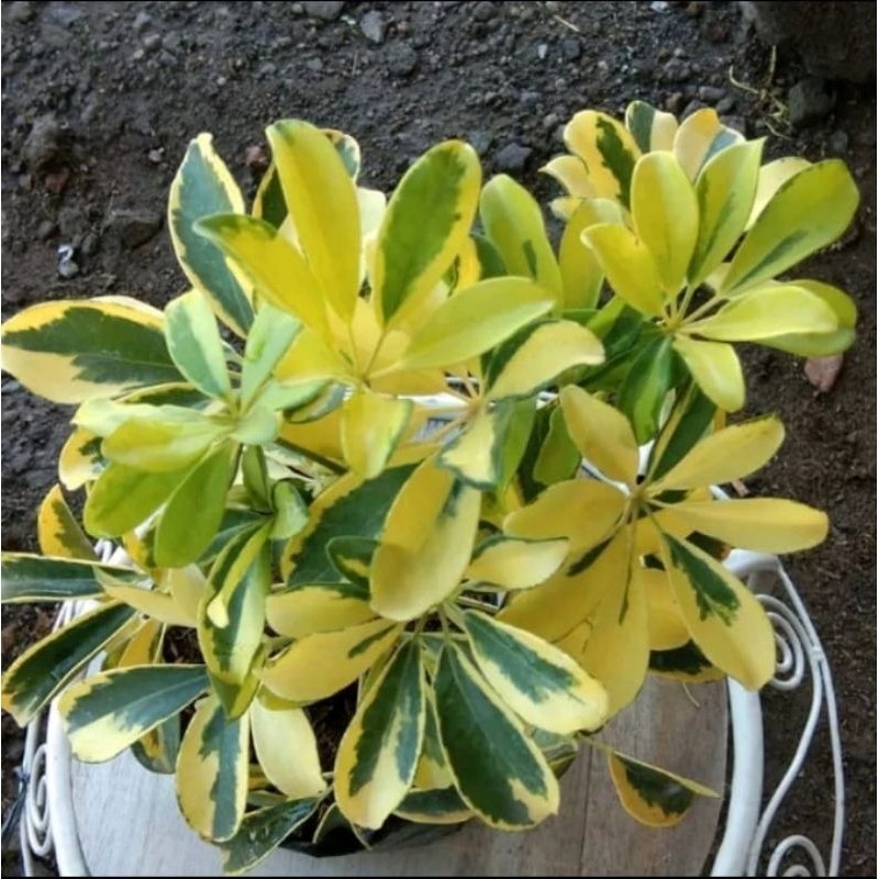 Jual KOKOWA FLORA Tanaman hias walisongo / walisongo Cantik segar ...