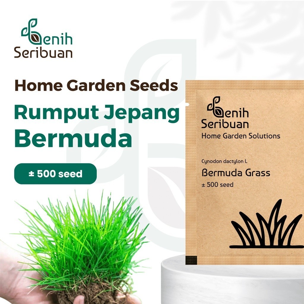 Jual Benih Seribuan - Benih Rumput Jepang Bermuda Grass F1 | Shopee ...