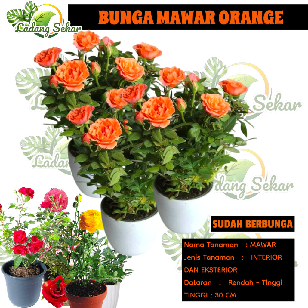 Jual MAWAR CANDY ORANGE HIDUP TANAMAN BUNGA MAWAR CANDY OREN / ORANGE | Shopee Indonesia