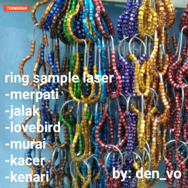 Jual RING LASER MERPATI LOVEBIRD PERKUTUT MURAI KENARI PUTER SUDAH ...