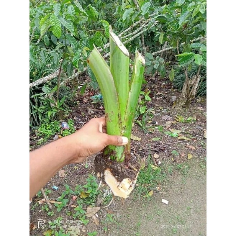 Jual BIBIT UNGGUL TALAS BENENG BONGGOL KUNING SIAP TANAM | Shopee Indonesia